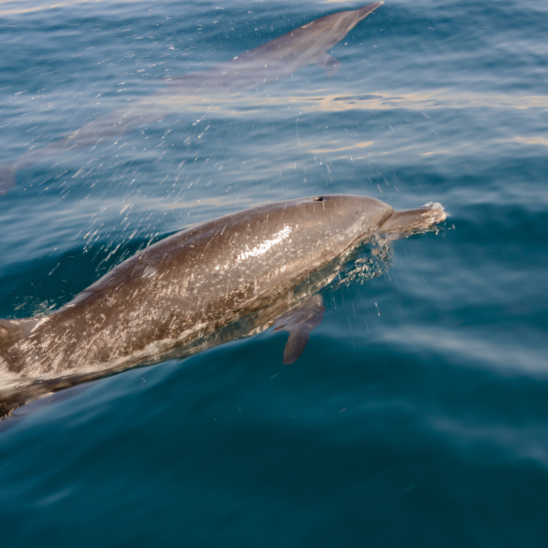 Blue Dolphin Tours | Benchmark Management